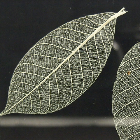 Other collection | Imagination Glass｜IG ウインドウズ